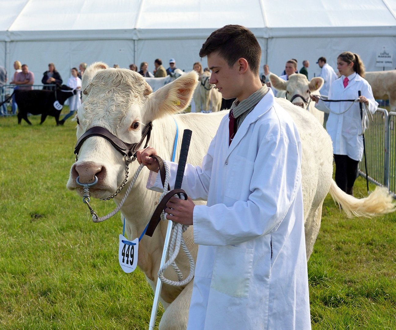 Cattle – Royal Cheshire Show