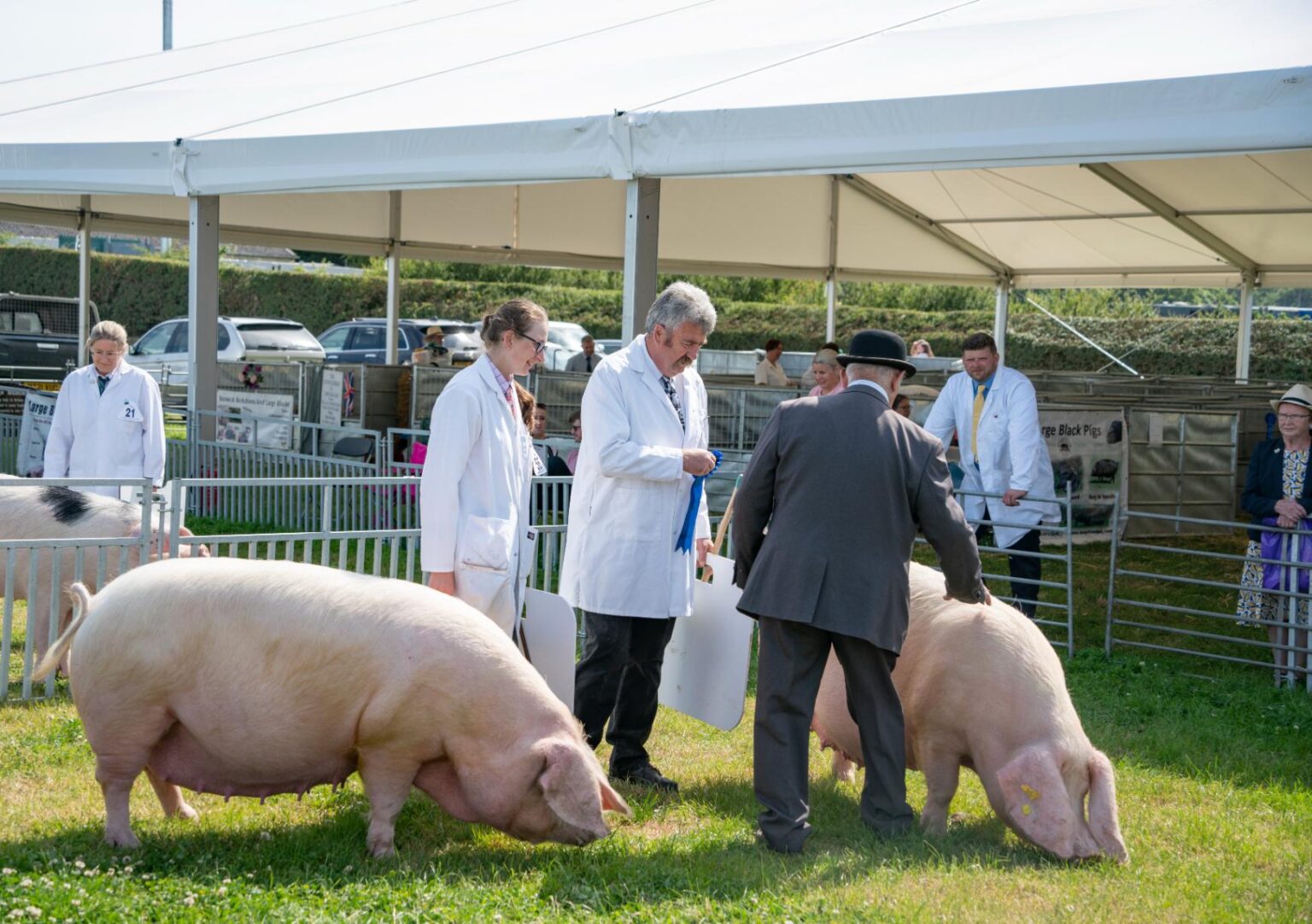 Livestock – Royal Cheshire Show