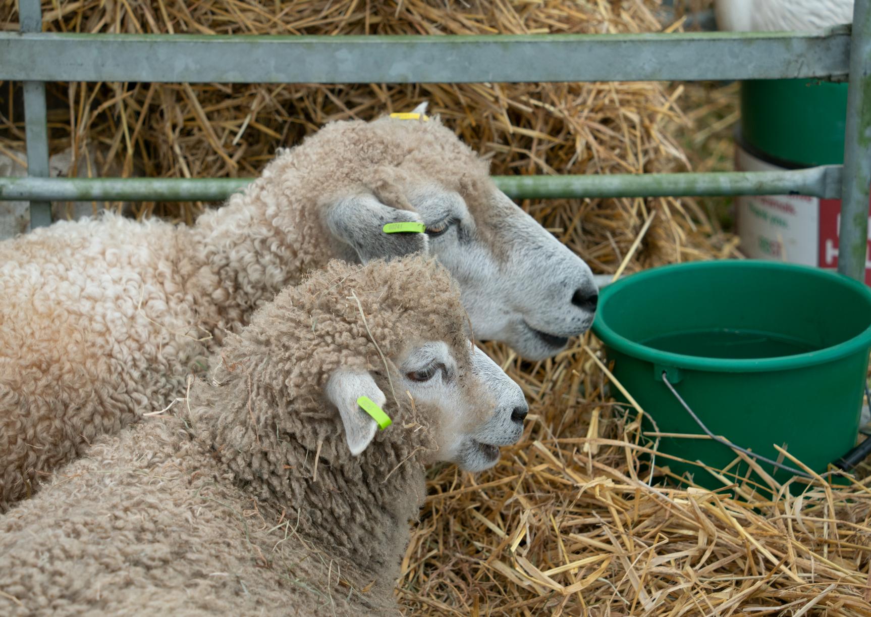 The Sheep Show – Royal Cheshire Show