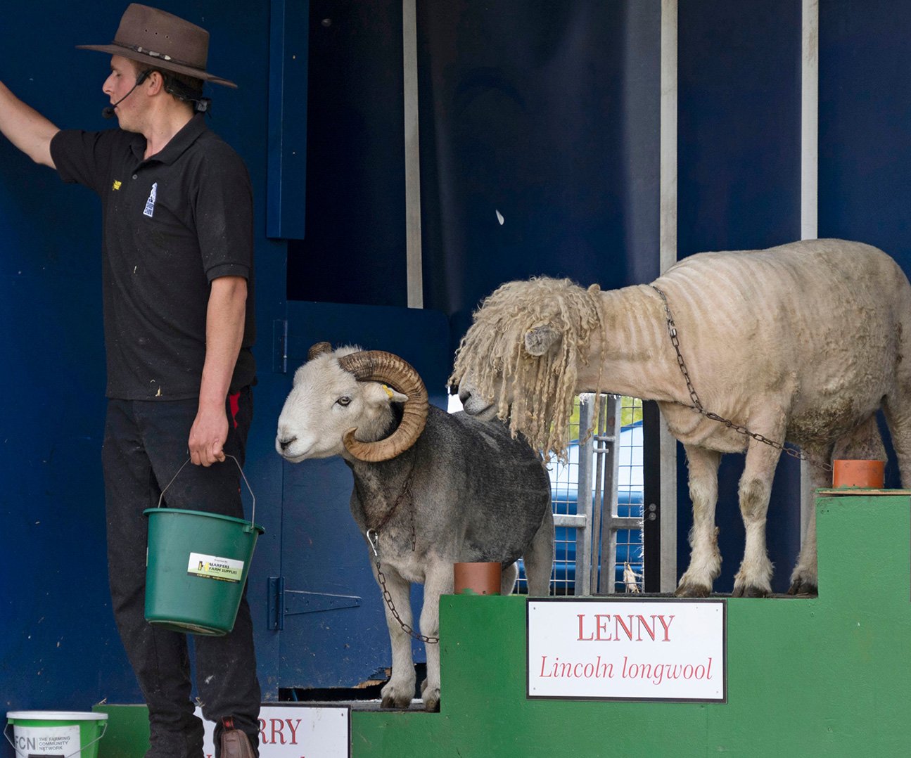 Sheep – Royal Cheshire Show
