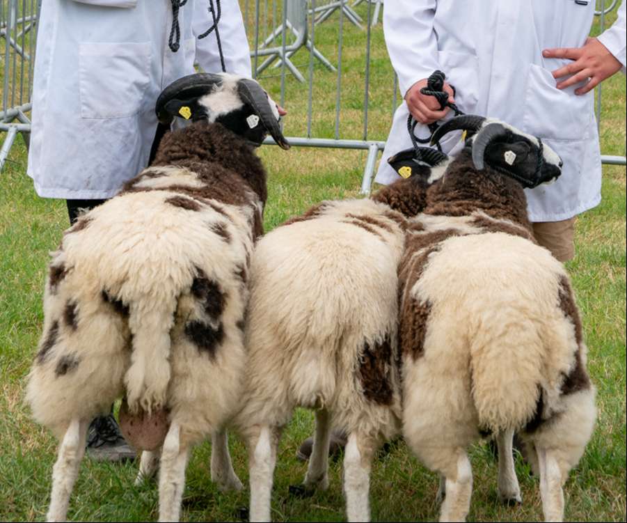 Sheep – Royal Cheshire Show