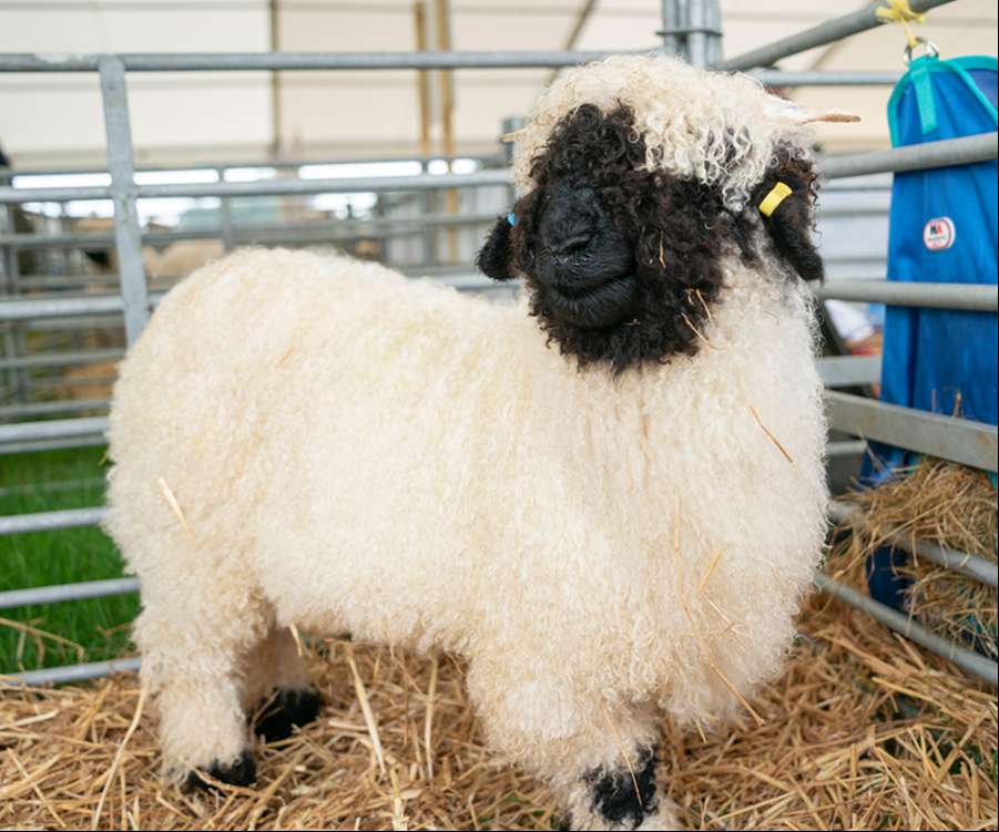 Sheep – Royal Cheshire Show