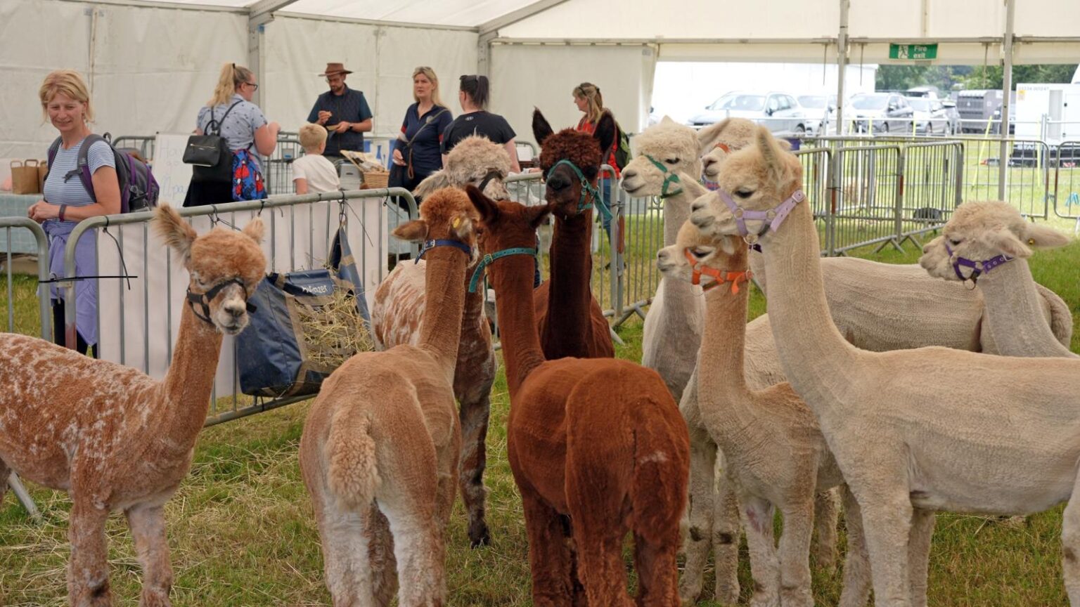A Celebration of Animals at the 2026 Royal Cheshire County Show – Royal ...